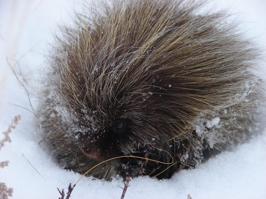 Saskatchewan Association of Conservation Officers – Serving Wildlife ...